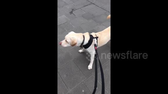 Confused labrador barks at dog painting on wall - Buy, Sell or Upload ...