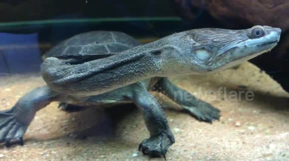 Bizarre turtle with 'snake-like' neck stretches around looking for prey ...