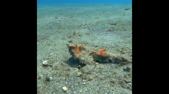 Bat fish doing bat fish things - Buy, Sell or Upload Video Content with ...