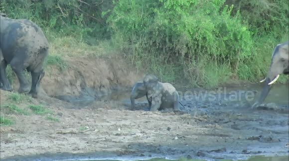 Young elephant falls face-first into the mud while struggling through ...