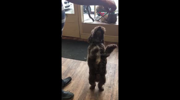 'Dancing' Cockoapoo shows off 'Riverdance' moves on his hind legs - Buy ...