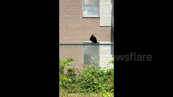'Ab-DUCK-tion' Savage crow steals duckling from its mother - Buy, Sell ...