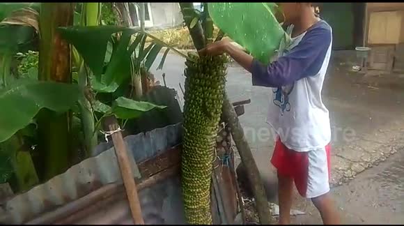 'Thousand finger' banana tree seen growing in Indonesian man's front ...