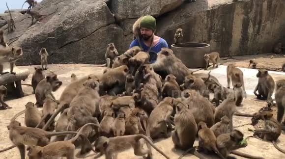 Tourist overwhelmed as dozens of wild monkeys swarm around him - Buy ...