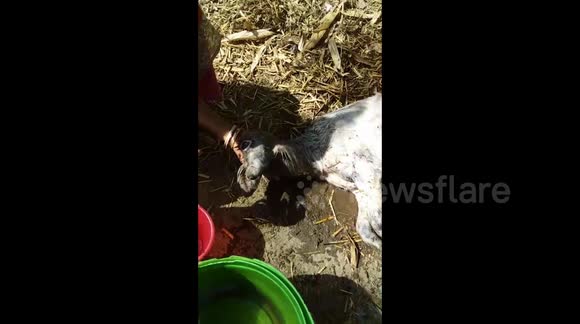 'It’s a miracle of God' One-eyed cow worshipped by villagers in ...