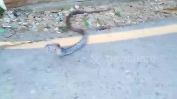 Angry snake lunges at human - Buy, Sell or Upload Video Content with ...