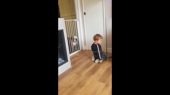 Meg the Bulldog thinks she's a dolphin. - Buy, Sell or Upload Video ...