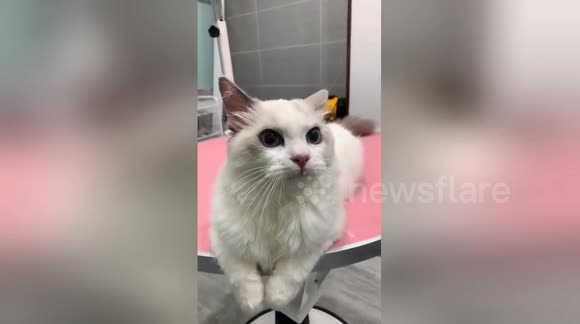 Ragdoll cat enjoys wonderful pampering session at pet store in China ...