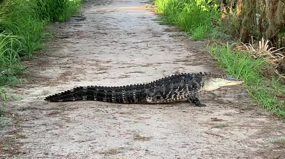 Three-legged alligator spotted at Florida nature reserve - Buy, Sell or ...