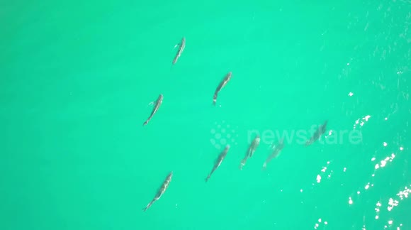 Drone Footage Aerial view from above of a group of large Fish Nara ...
