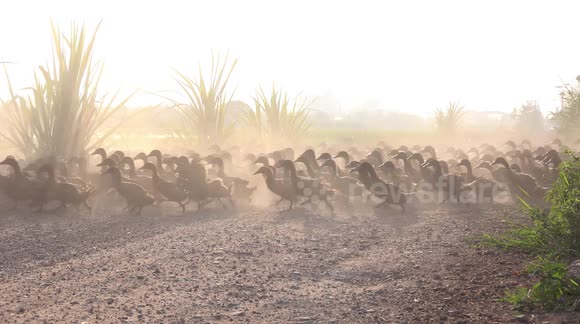 Stampede of ducks rush across road so fast they leave a dust cloud ...