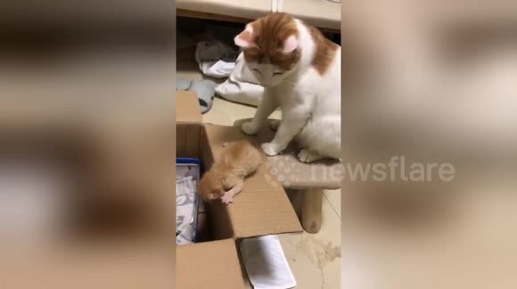 Impatient mother cat pushes kitten into box in southern China - Buy ...