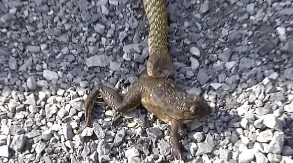Incredible moment frog hopes away after being regurgitated by snake ...