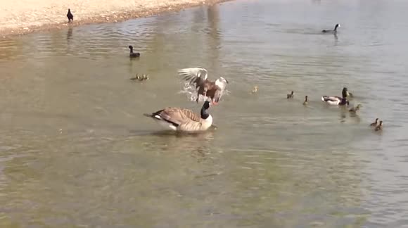 Mother duck bravely protects her chicks from attacking goose - Buy ...