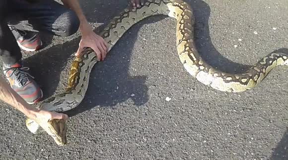 +-3.5 metres python that weights 17kilograms was caught by a local ...