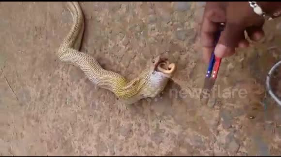 Choking cobra has to spit up meal of other snake snagged in fish net ...