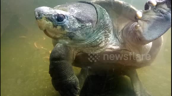 Malayan Giant River Turtle - Buy, Sell or Upload Video Content with ...