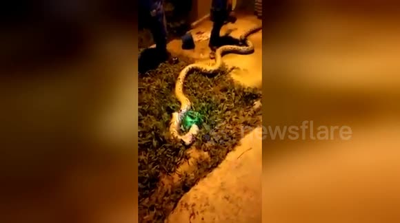 Malaysian woman escapes from python attack after neighbours cut off ...