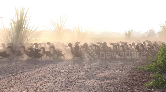 3000 hungry ducks stampede out to the paddy fields in a blaze of dust ...