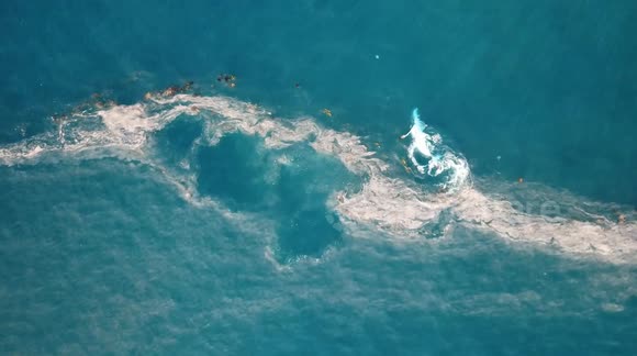 Humpback whale seen swimming through floating garbage off Sydney coast ...
