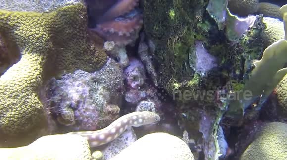 Octopus attacks eel slithering through Caribbean coral shallows - Buy ...