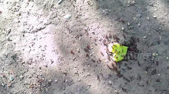 Time Lapse Ants Eating Heart Candy - Buy, Sell or Upload Video Content ...