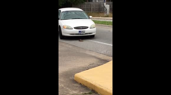Snake attempts to bite cars as they nearly run it over in Texas - Buy ...