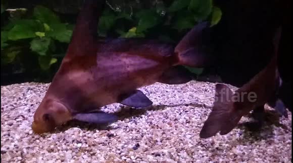 Chinese High Fin Loach - Buy, Sell or Upload Video Content with Newsflare