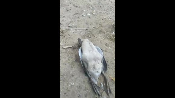 Melodramatic goose 'fakes its own death' to escape farmer in Vietnam ...
