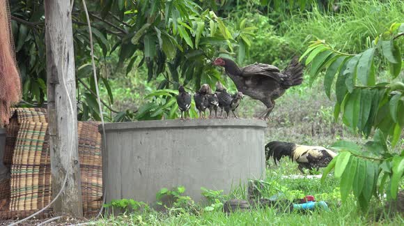 Mother hen jumps over her baby chickens and teaches them how to preen ...