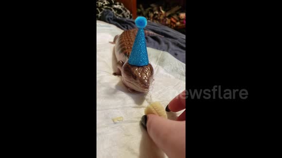 Polite US lizard named 'Baguette' dons a lovely hat while celebrating ...