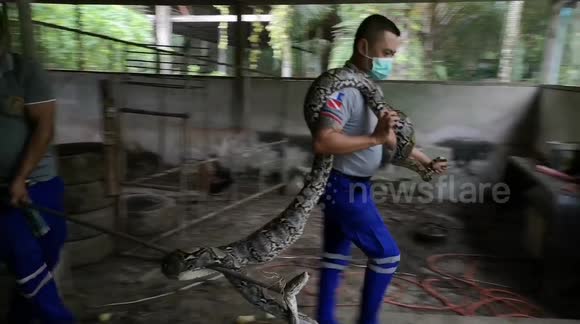 Giant python caught after swallowing Thai farmer chickens - Buy, Sell ...