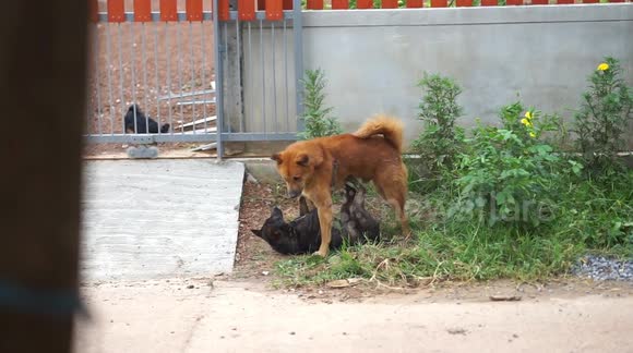 A vicious dog fight on the street at a rural village in Thailand. - Buy ...