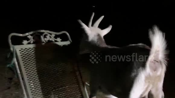 Dwarf Goat Shadow Boxing - Buy, Sell or Upload Video Content with Newsflare