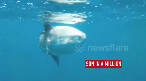 Incredible video shows the moment a massive sunfish was spotted ...
