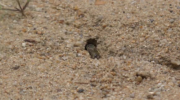 A winged insect with a striped body, digs a small hole in sand in my ...