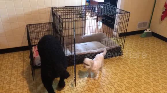 Switcheroo! Hilarious moment giant dog and tiny dog swap beds in Ohio ...