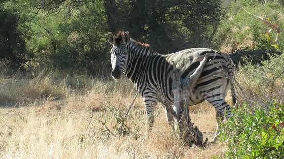 Zebra rubs its rump on tree stump in South Africa to get rid of serious ...