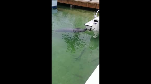 Manatee quenches its thirst by drinking water dripping off boat in the ...