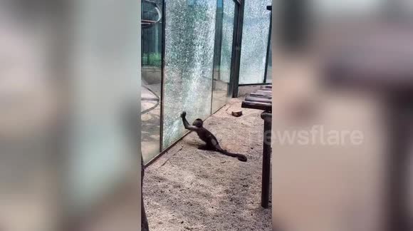 Capuchin monkey cracks tempered glass with stone at Zhengzhou zoo - Buy ...