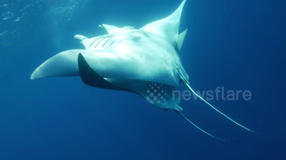 Unique footage shows rare manta ray mating dance in Caribbean - Buy ...