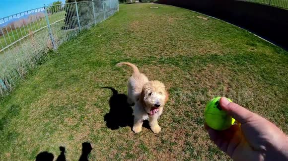 Golden doodle can't catch a ball - Buy, Sell or Upload Video Content ...