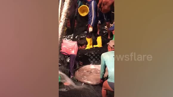 Six rare sunfish released back into the ocean after getting caught in ...