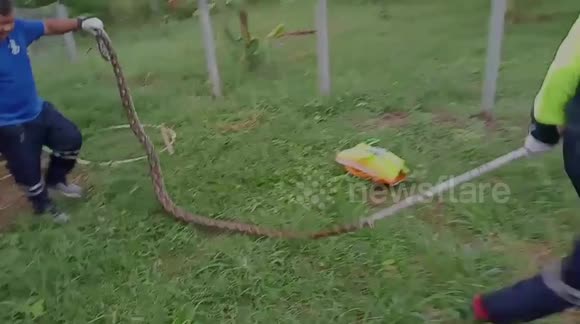 Farmer finds wild python swallowing a goose in its coop - Buy, Sell or ...