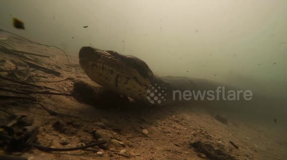 16. Diver has incredible face to face encounter with giant anaconda in ...