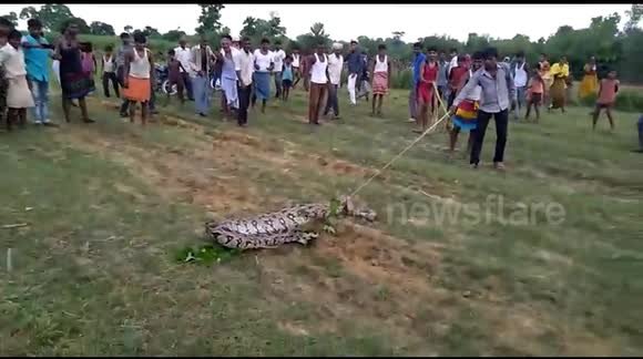 11-foot-python rescued after swallowing village goats in north India ...