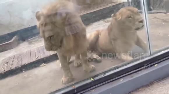 Lion falls over after attempting to lean on lioness who moved away ...