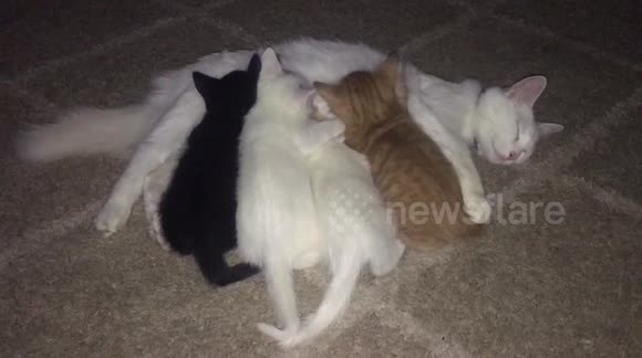 'Real Life Aristocats' go viral as litter of kittens look like famous ...