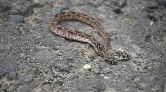 'Double Trouble' Rare two-headed viper snake spotted in western India ...