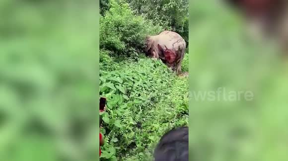Elephant is critically injured after being hit by a TRAIN in eastern ...
